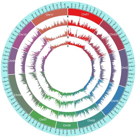 Circos Plot To Show The Density No Of Variantskb Of Snps