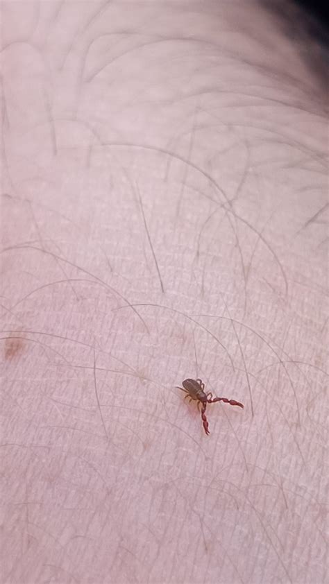 Tiny Scorpion Like Looking Insect Southern Germany Whatsthisbug