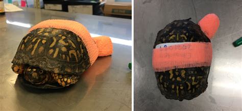 Managing Traumatic Injuries Turtle Ally Certification Program