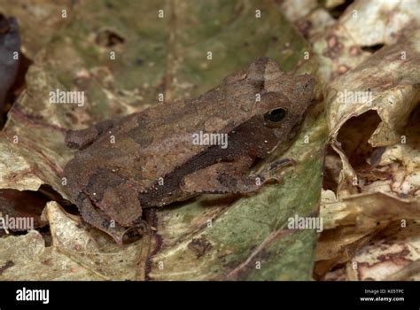 Dead Leaf Toad Bufo Margaritifer Complex Bufo Typhonius Iquitos