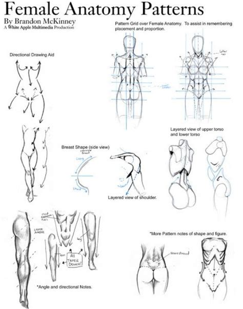 Female Body Draw Female Anatomy Guide How To Draw A Female Anatomy