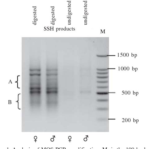 Figure 1 From Chloroplast Dna Copy Number May Link To Sex Determination In Leucadendron