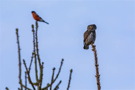 欧亚侏儒猫头鹰 Glaucidium Passerinum 鸟 Pixabay上的免费照片 Pixabay