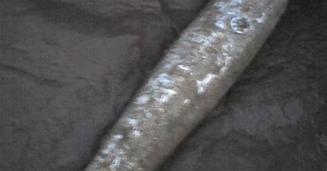 I Found This ~7 Years Ago And Just Found The Photo Note The Brick In The Top Left For Sizing