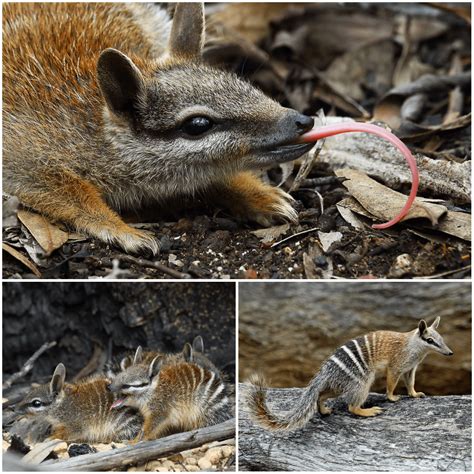 Fourmilier Marsupial Les Mammifres Le Couscous Des Célèbes Pairi