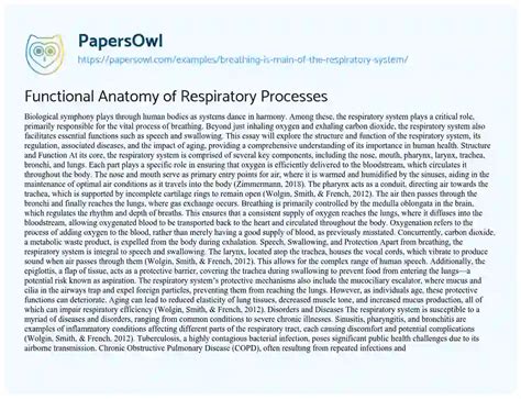 Breathing Is Main Of The Respiratory System Free Essay Example 592