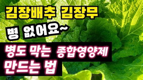 [김장배추] 김장배추 이렇게 하면 병 없어요~ 병도 막는 영양제 만드는 법 김장배추 영양제 김장배추 영양관리