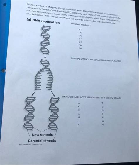 Solved Below Is A Picture Of DNA Going Through Replication Chegg