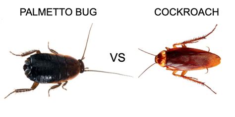 Palmetto Bug Vs Cockroach