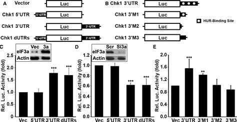 Translational Regulation Of Chk1 Expression By Eif3a Via Interaction