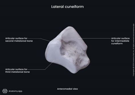 Lateral Cuneiform Anteromedial View Anatomy App
