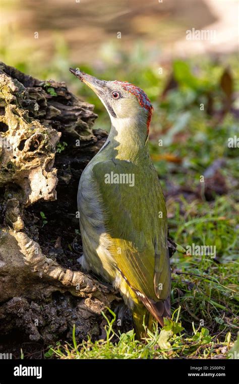 The European Green Woodpecker An Insectivorous Bird Feeding On Ants