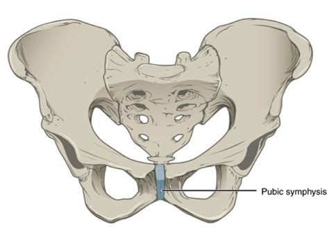 Pubis Symphysis Pregnancy