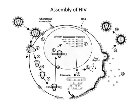 Ppt Virus Assembly Powerpoint Presentation Free Download Id2274587
