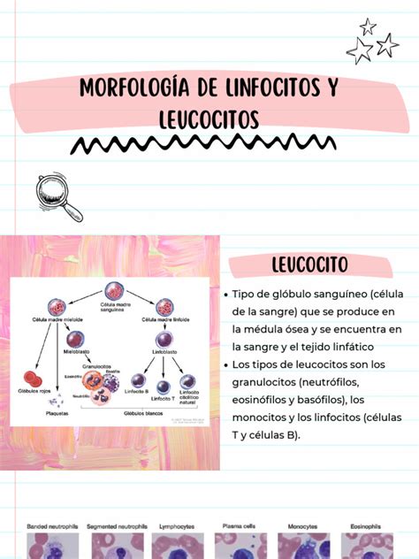 Morfologia De Linfocitos Y Leucocitos Pdf