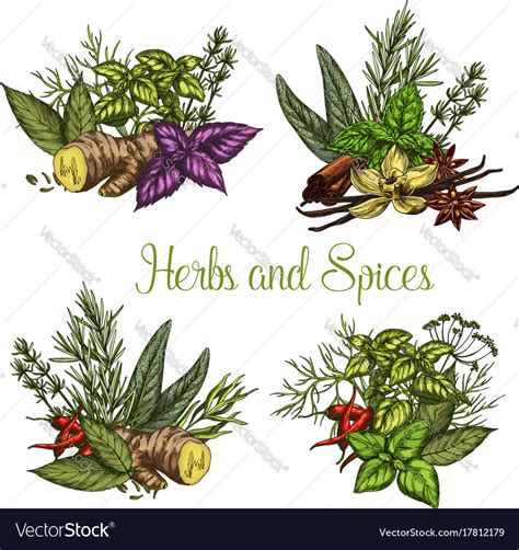Spices And Herbs Seasonings Sketch Royalty Free Vector Image