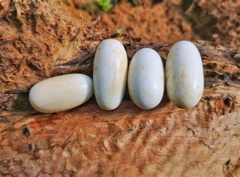 What Do Snake Eggs Look Like Youd Love To Know