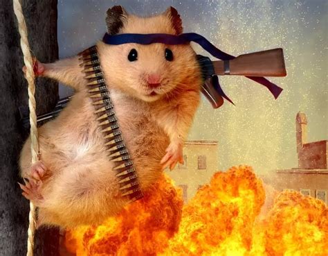 Create Meme Fighting Hamster Hamster Fighting Evil Hamster