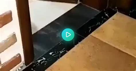 Predator And Prey Album On Imgur
