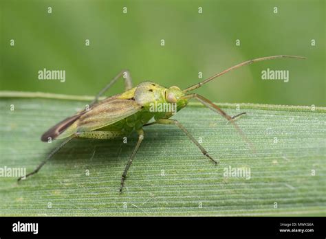 Potato Capsid Bug Closterotomus Norwegicus Resting On Grass