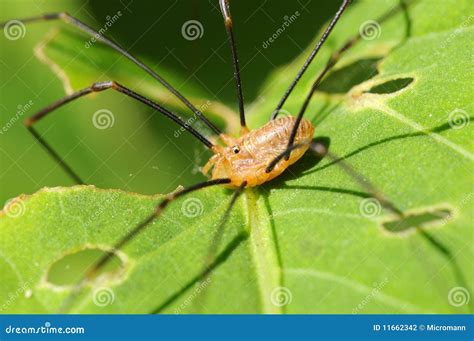 De Spin Van Breed Benen Pholcus Pholcus Phalangioides Stock Foto