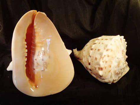 Cassis Cornuta Giant Helmet Shell Ubicaciondepersonascdmxgobmx