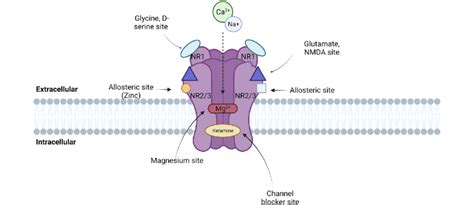 N Methyl D Aspartate Nmda Receptor And Its Ligand Binding Sites