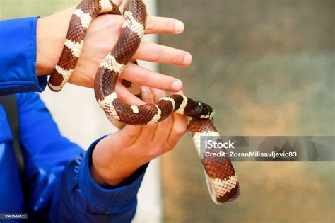 뱀 가진 소년입니다 남자 손 파충류 공통 왕 뱀 뱀의 Lampropeltis Getula 종류에에서 보유 하고있다 이국적인 열