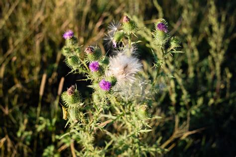 Different Types Of Weed Names