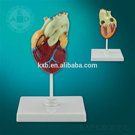 Heart Bypass Section Model Plastic Human Anatomy Heart 3d Model 3d