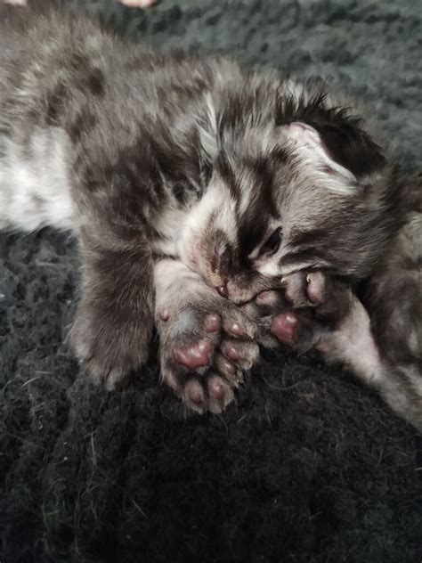 Maine Coon Polydactyle Cest Quoi