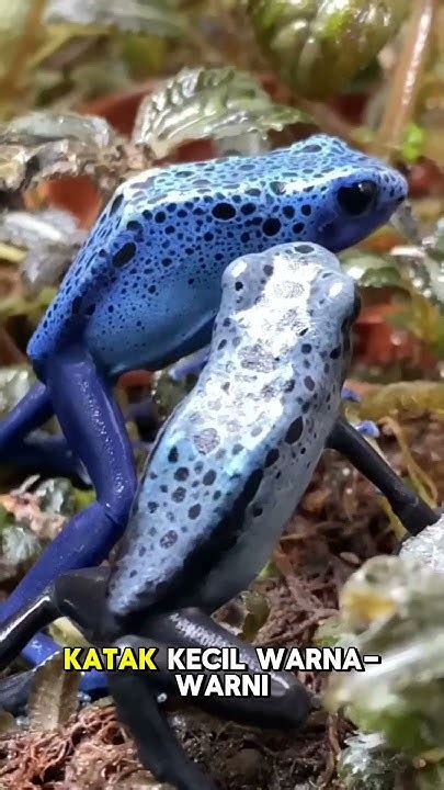 3 Hewan Imut Tapi Mematikan Jangan Sampai Tertipu Faktaunik