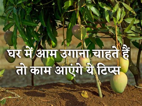 मानसून है आम के पेड़ लगाने का बेस्ट मौसम ये टिप्स प्लांटिंग में करेंगे