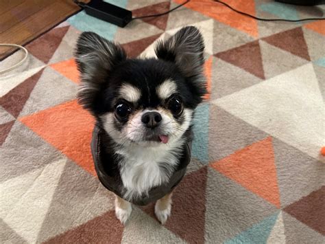 チワワを飼うんじゃなかったと後悔した理由とは？性質や病気も調査！ たけさんのつぶやき