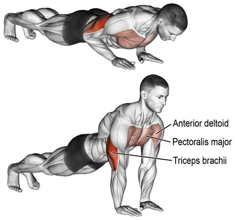 Comment Effectuer Les Pompes Diamant Triceps Musculation Exercice