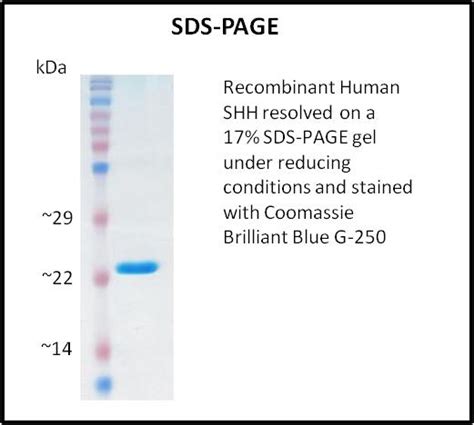 Human Shh Sonic Hedgehog Protein Recombinant Lsbio
