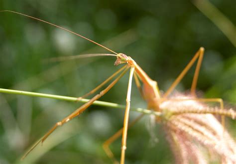Bug Free Stock Photo - Public Domain Pictures