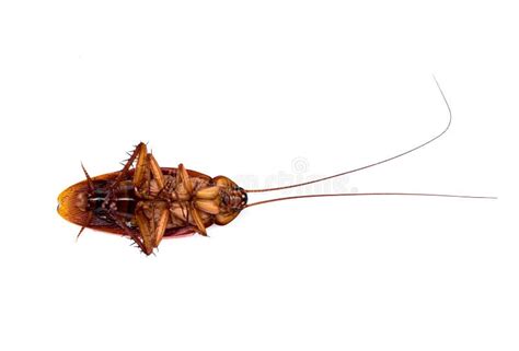 104 Cucaracha Con Las Antenas Largas Fotos De Stock Fotos Libres De