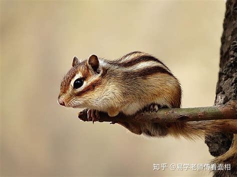 属鼠的和什么属相最配 知乎