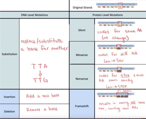 Bio Mutations Flashcards Quizlet
