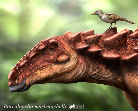 North Shield Borealopelta Markmitchelli By Carlost1205 On Deviantart