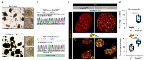 新型人脂肪肝类器官，可用于crispr筛选 四川祜宇生物科技有限公司