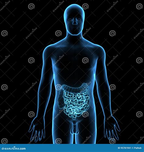 Illustration 3D Der Menschlichen Verdauungssystem Anatomie U Des X28