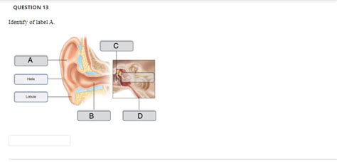 Solved Identify The Layer That Contains Both A Single Celled Chegg