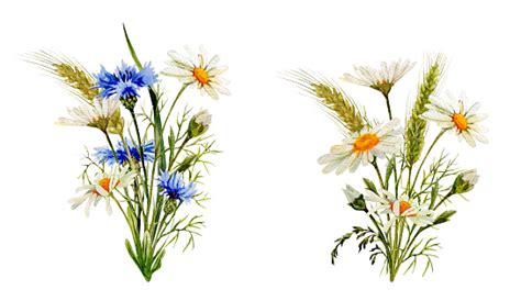 야생화와 허브의 구성 푸른 옥수수 꽃 데이지 밀 스파이크 초원 잔디 수채화 일러스트레이션 수제 0명에 대한 스톡 벡터 아트 및 기타 이미지 Istock
