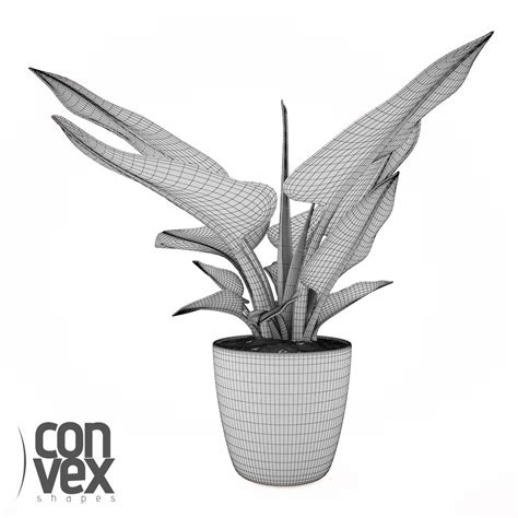 화분에 심은 식물 C4d 3d 모델 69 Unknown C4d Free3d
