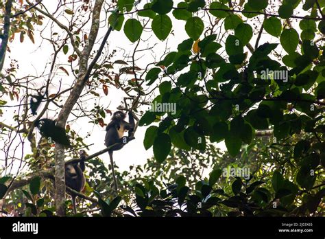 Endangered Spectacled Monkey Phayres Leaf Leaf Eating Langur