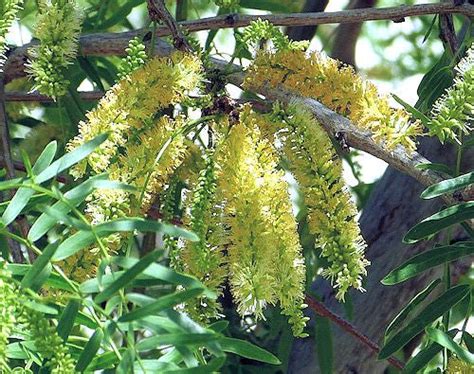 Mesquite Trees Types Leaves Flowers Bark Identification Guide