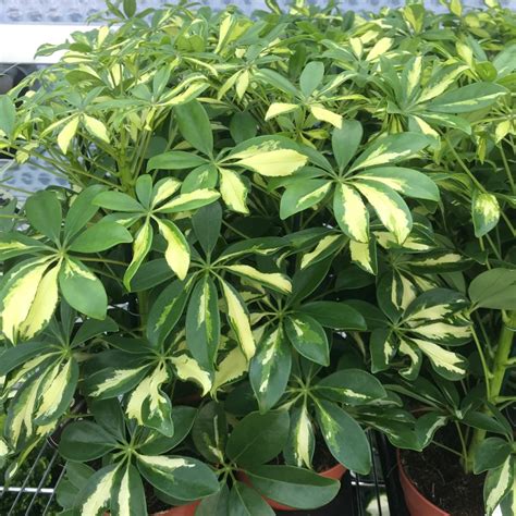 Dwarf Umbrella Tree Large Schefflera Arboricola Evolution Reptiles