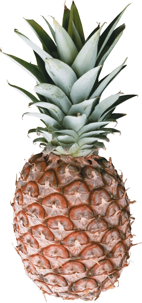 Pina Png Dibujo